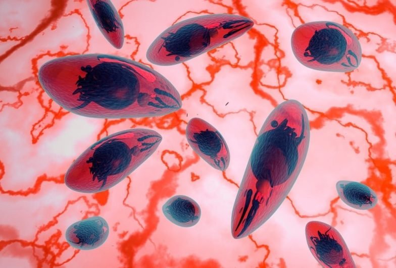 O que é toxoplasmose: sintomas, ciclo de vida e tratamento