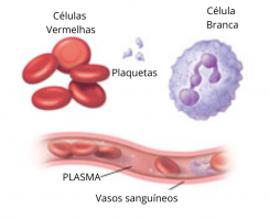 O que é plasma sanguíneo? Função, usos e doações