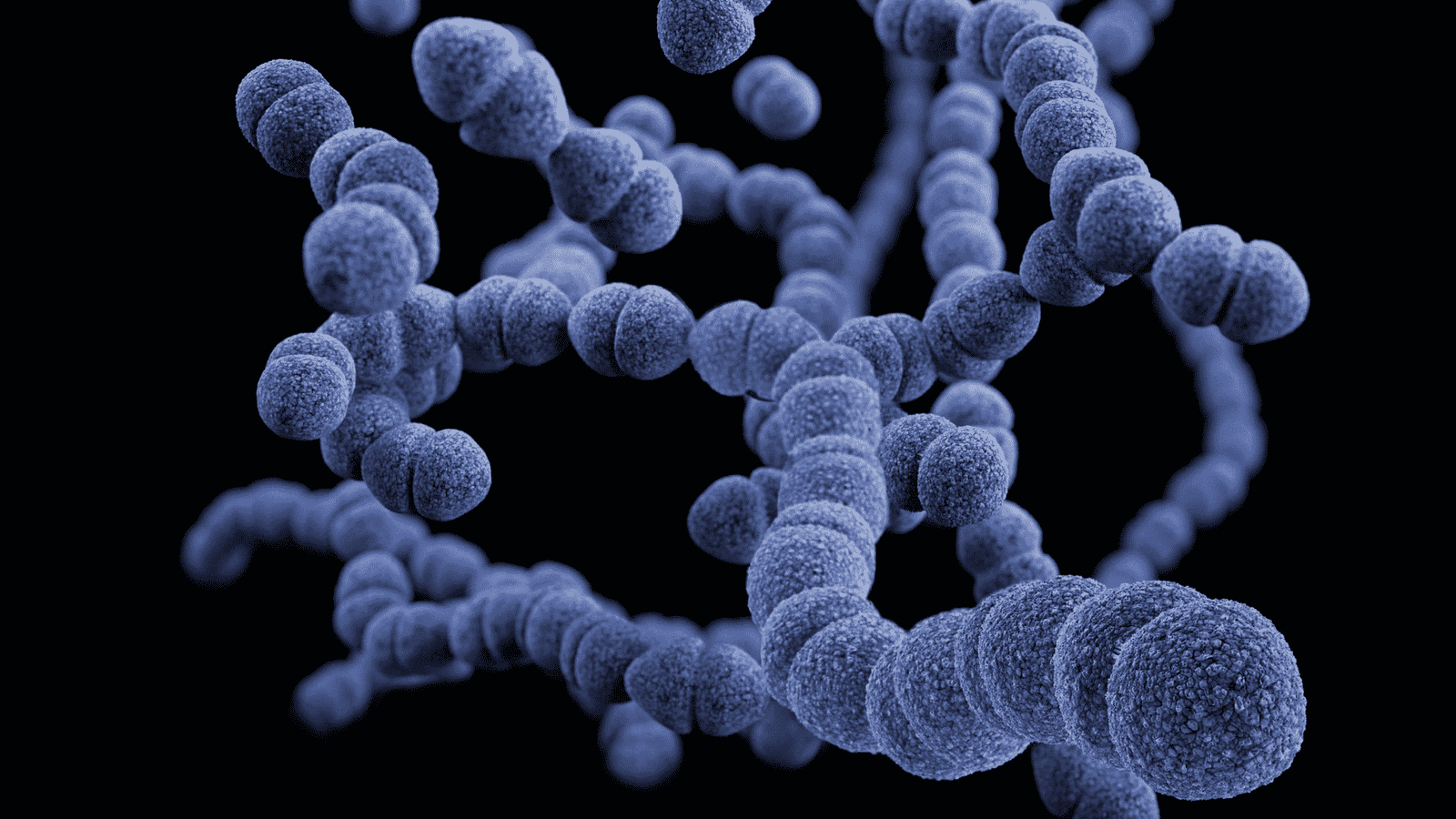 Streptococcus Spp estrepetocos Tipos Doen as E Toxinas Streptococcus Spp estrepetocos Tipos Doen as E Toxinas